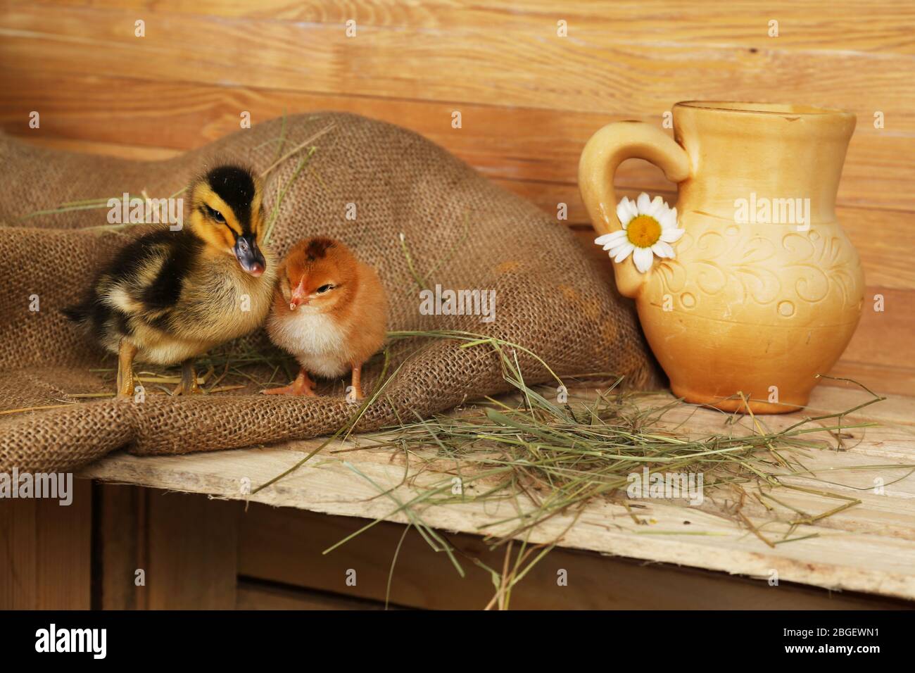 Baby chicken curiosity hi-res stock photography and images - Alamy