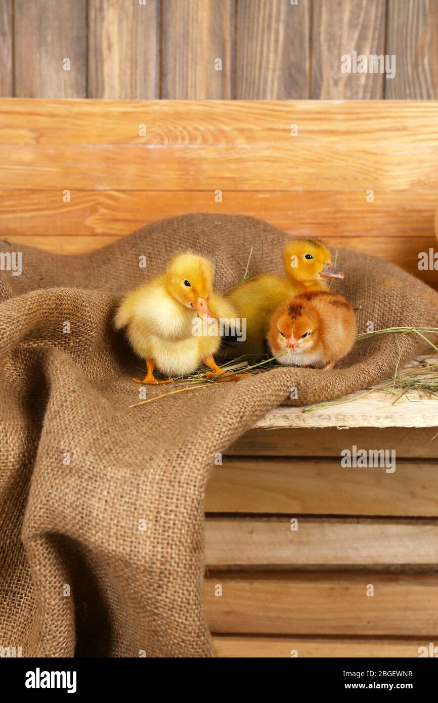 Little cute ducklings and chicken in barn Stock Photo - Alamy