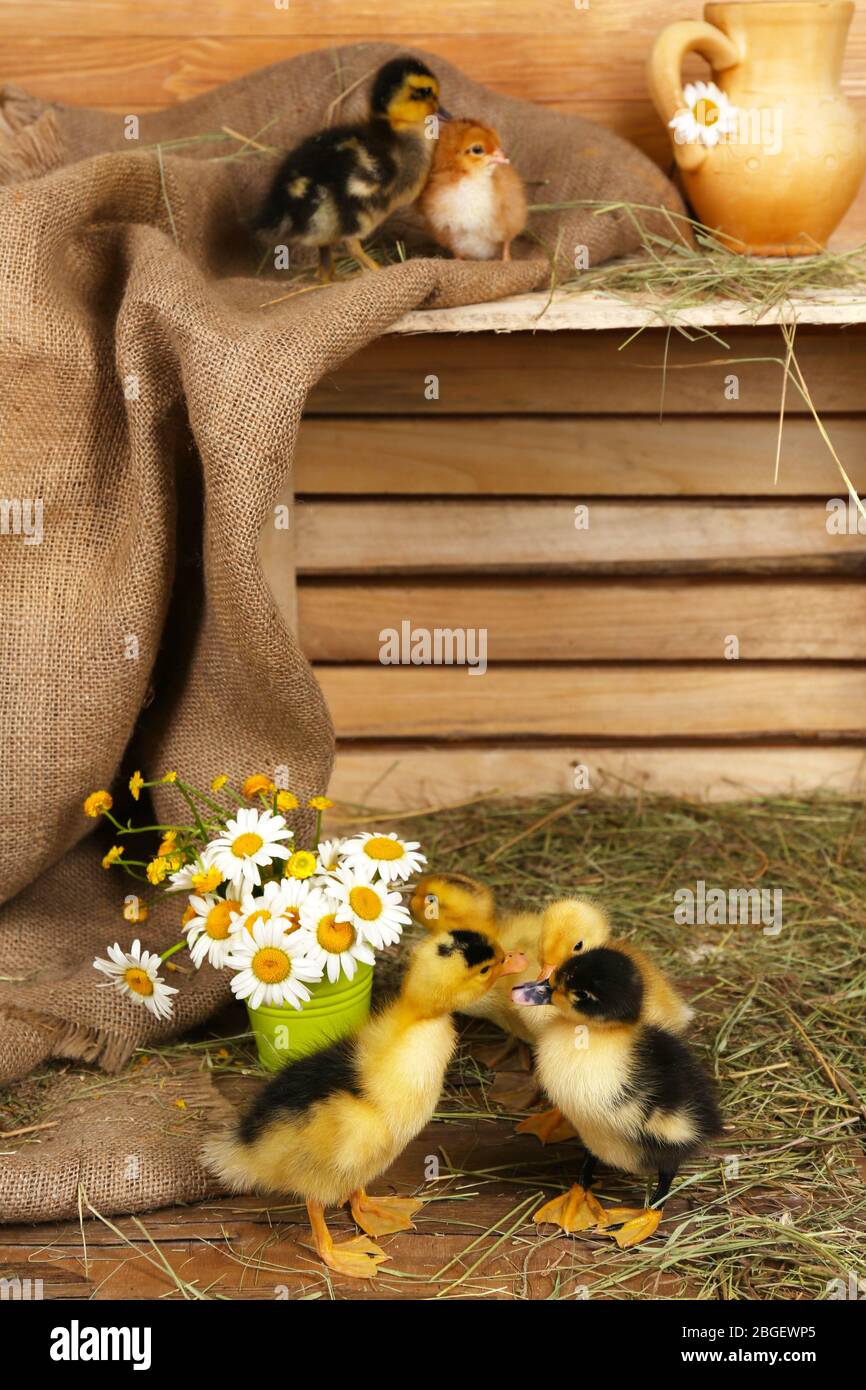 Little cute ducklings in barn Stock Photo - Alamy