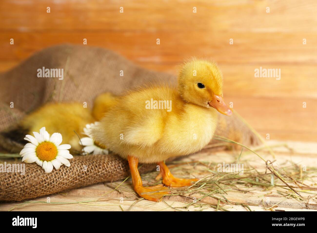 Little cute ducklings in barn Stock Photo - Alamy