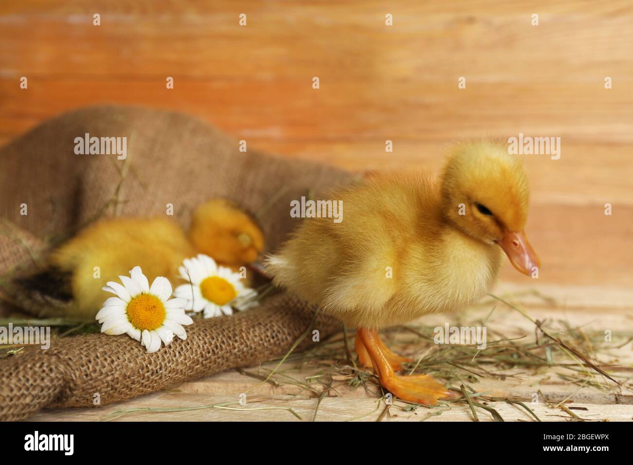 Little cute ducklings in barn Stock Photo - Alamy