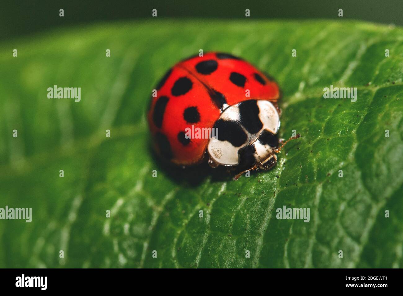 The little ladybug hi-res stock photography and images - Alamy