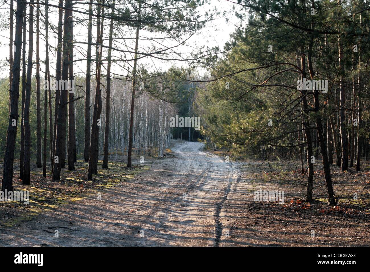 beautiful forest and beautiful forest paths Ulanów, Poland Stock Photo ...