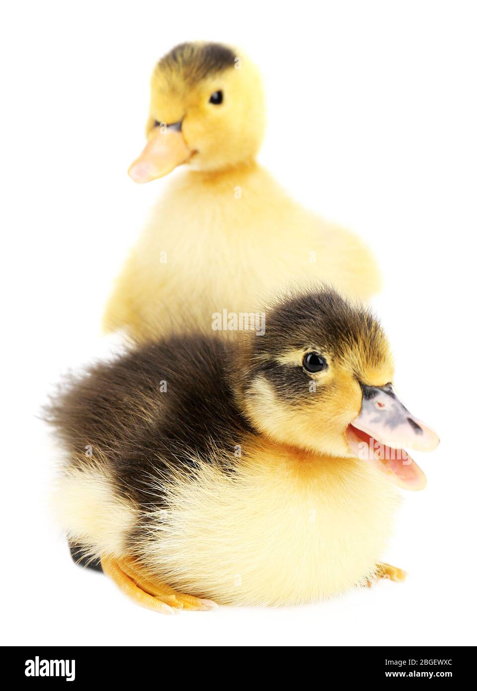 Little cute ducklings isolated on white Stock Photo - Alamy