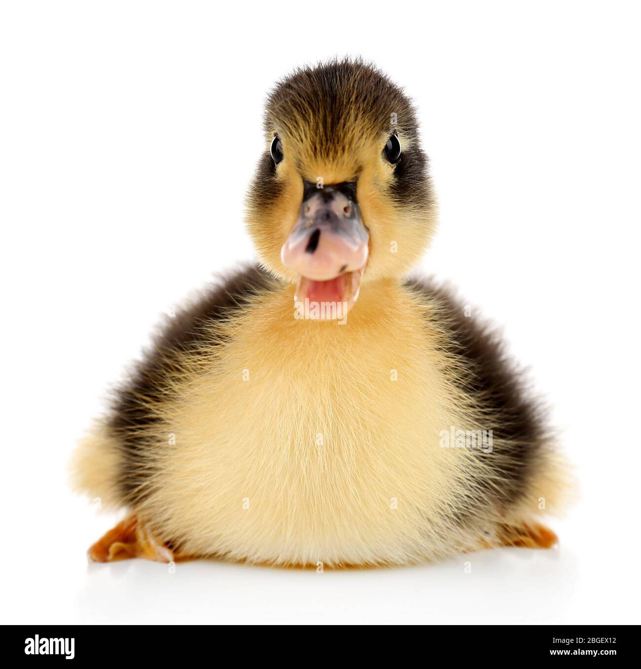 Little cute duckling isolated on white Stock Photo - Alamy