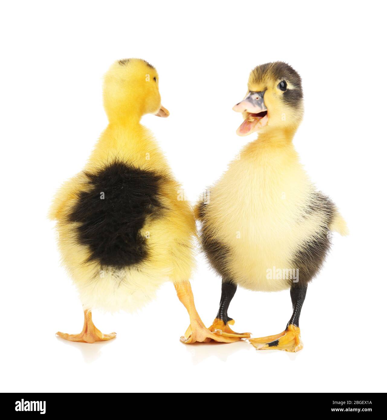 Little cute ducklings isolated on white Stock Photo - Alamy