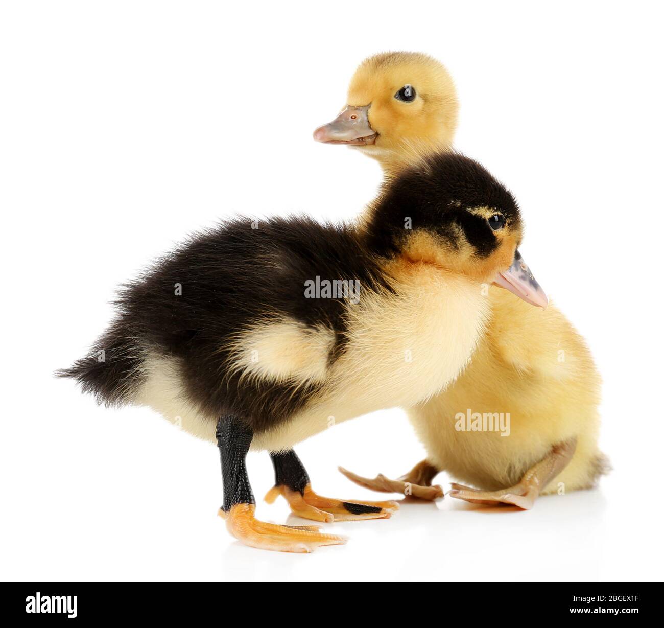 Little cute ducklings isolated on white Stock Photo - Alamy