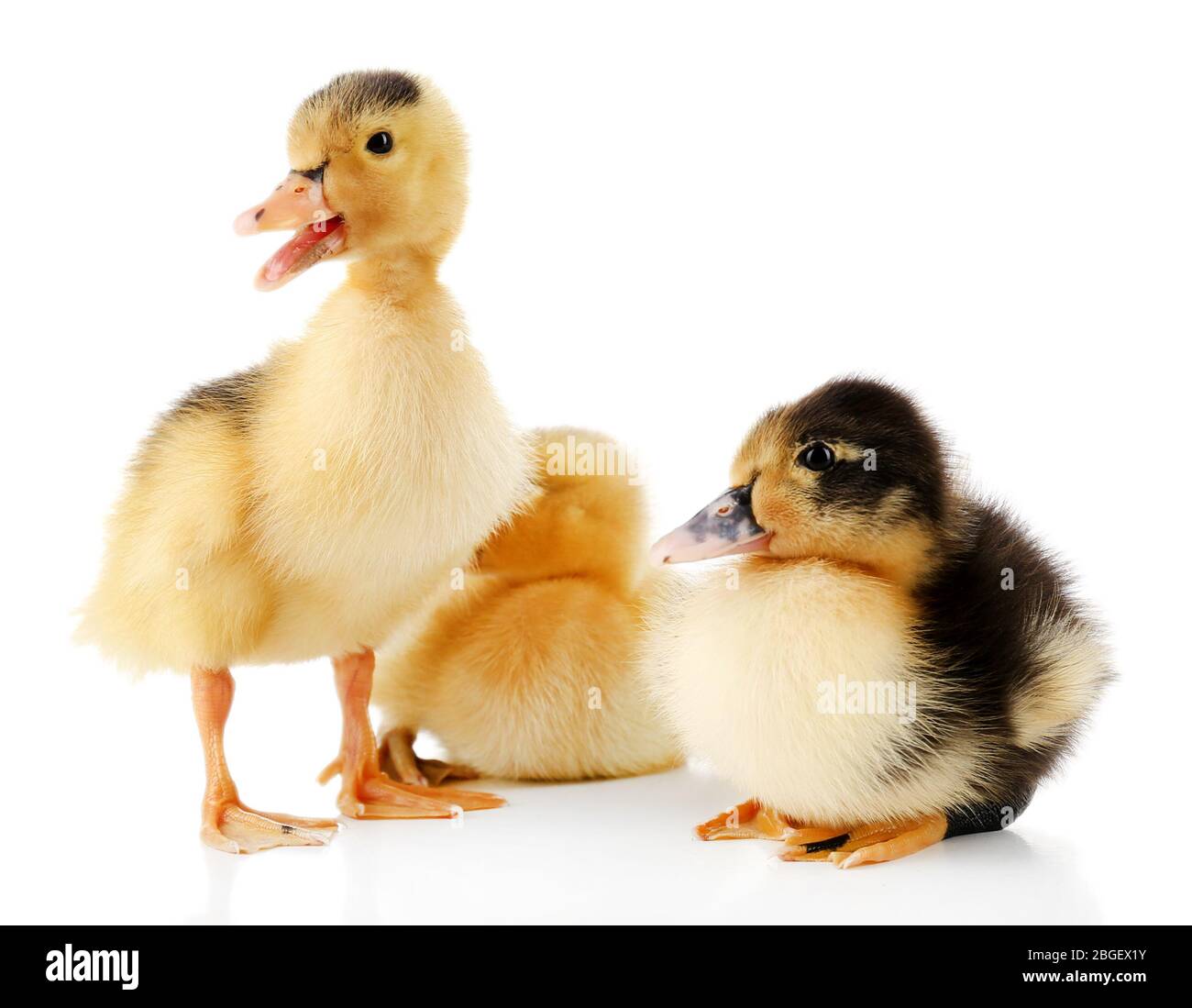 Little cute ducklings isolated on white Stock Photo - Alamy