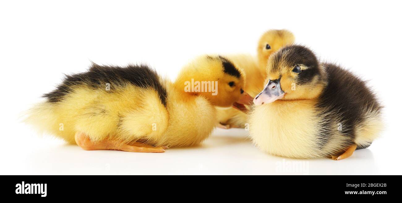 Little cute ducklings isolated on white Stock Photo - Alamy