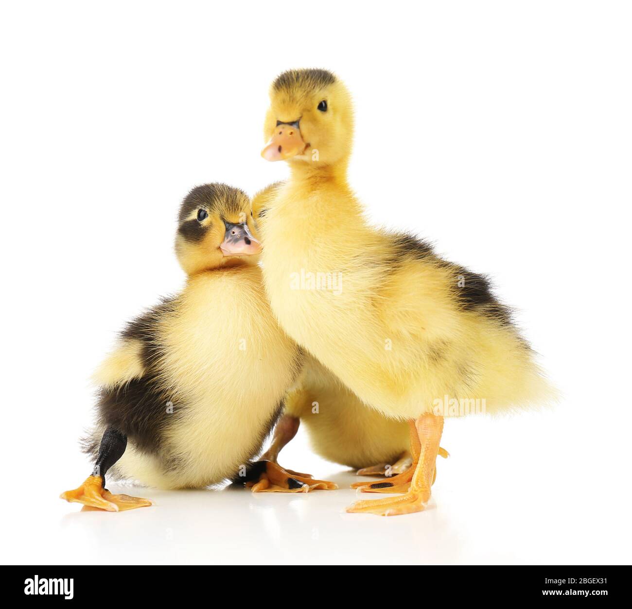 Little cute ducklings isolated on white Stock Photo - Alamy