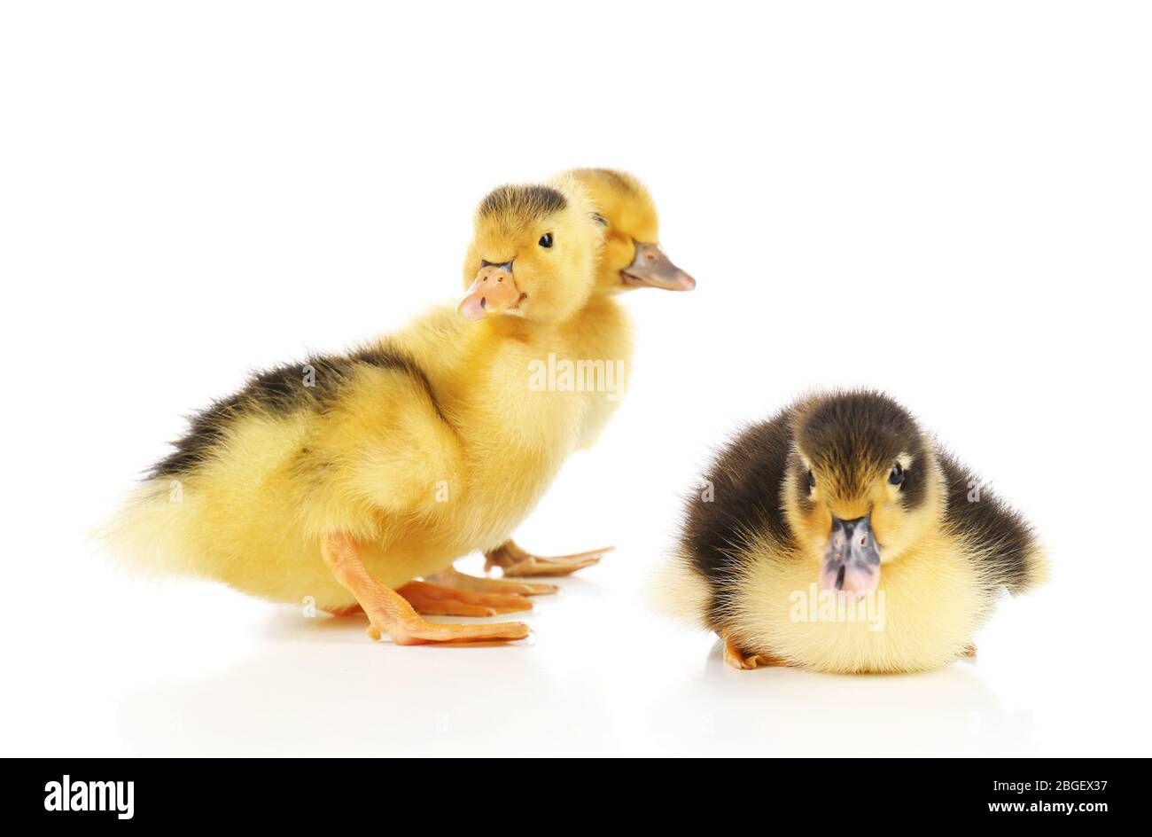 Little cute ducklings isolated on white Stock Photo - Alamy