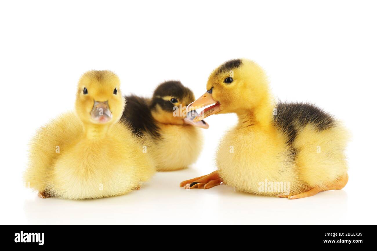 Little cute ducklings isolated on white Stock Photo - Alamy