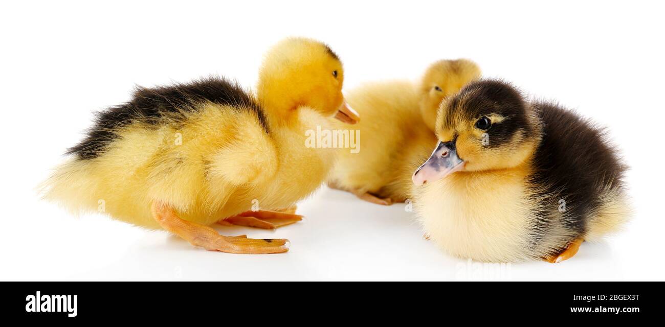 Little cute ducklings isolated on white Stock Photo - Alamy