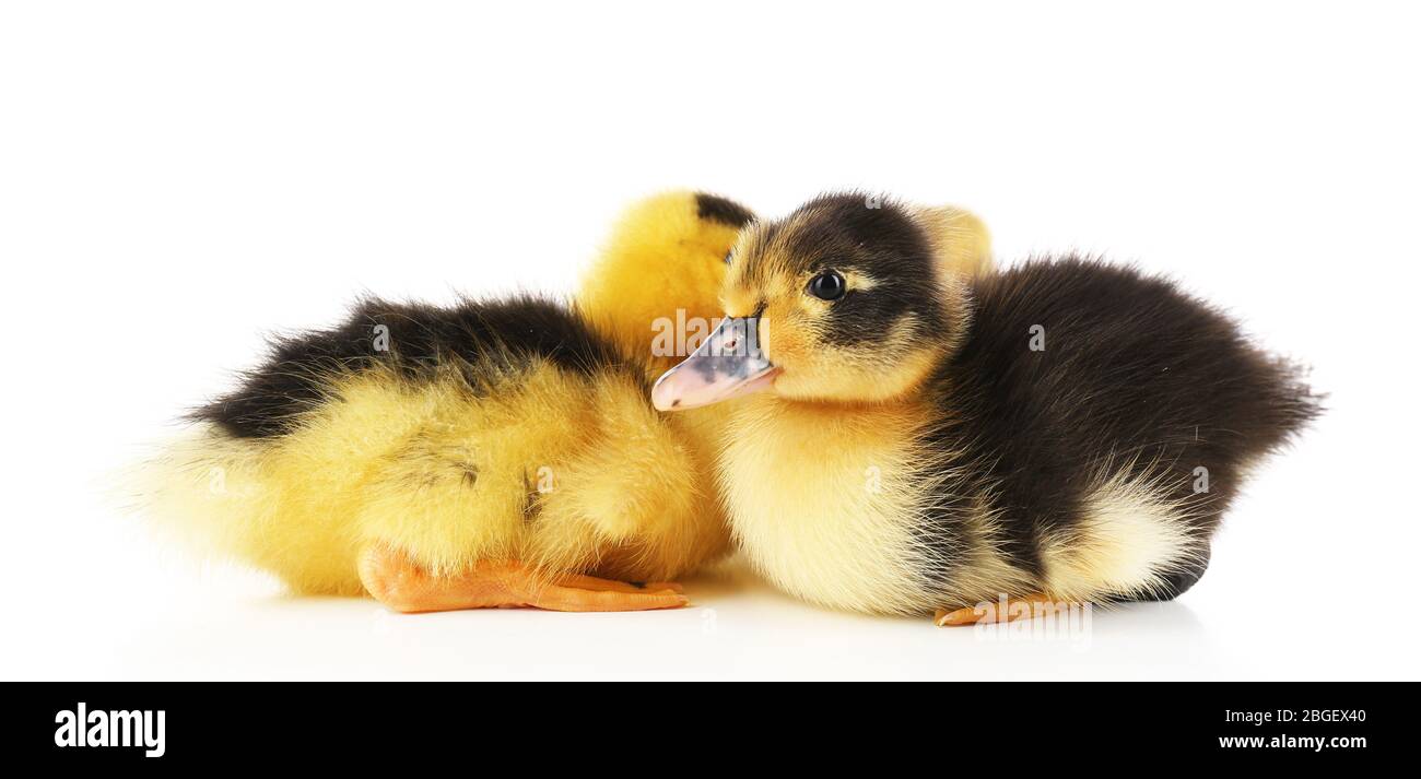 Little cute ducklings isolated on white Stock Photo - Alamy