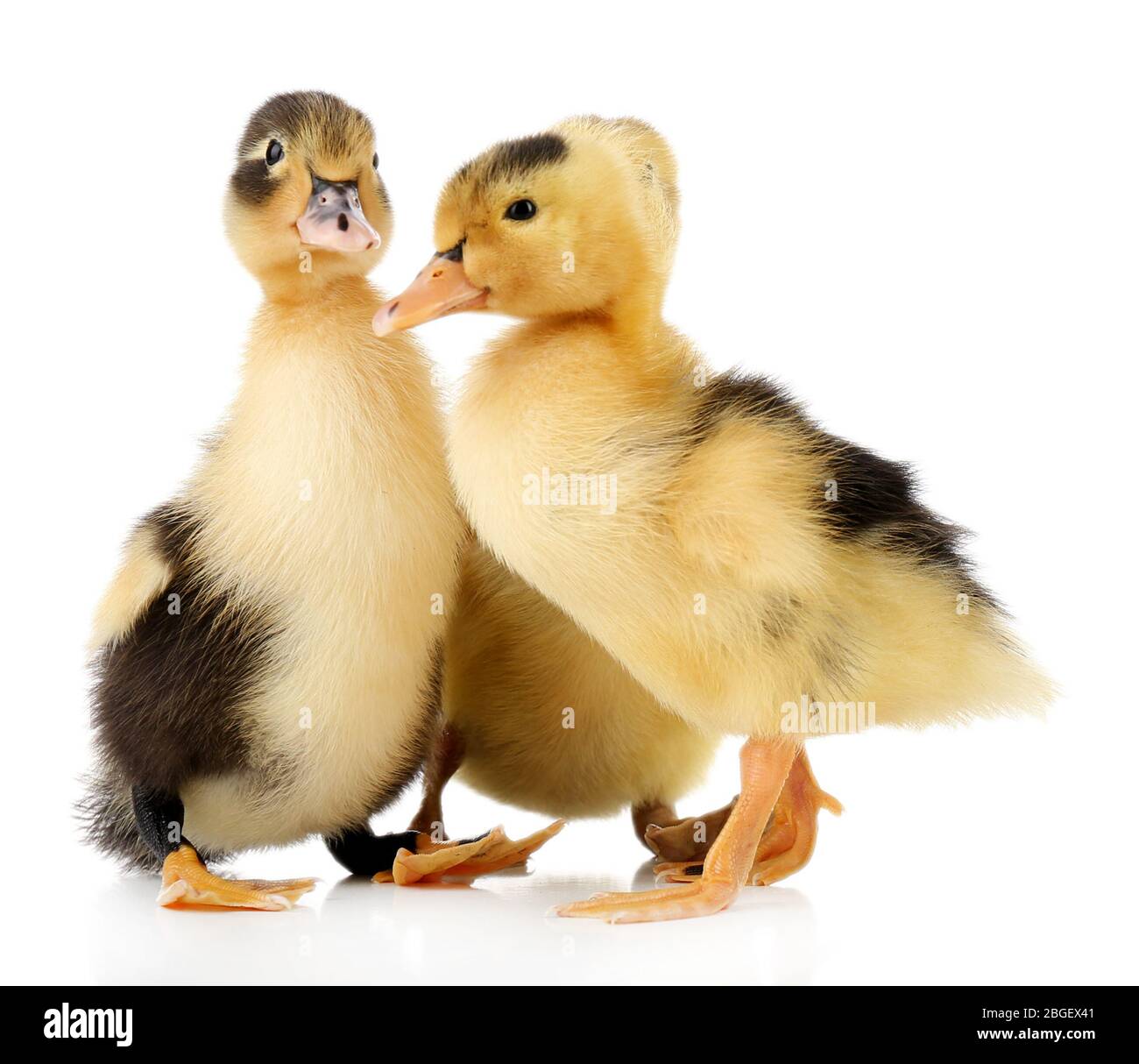 Little cute ducklings isolated on white Stock Photo - Alamy