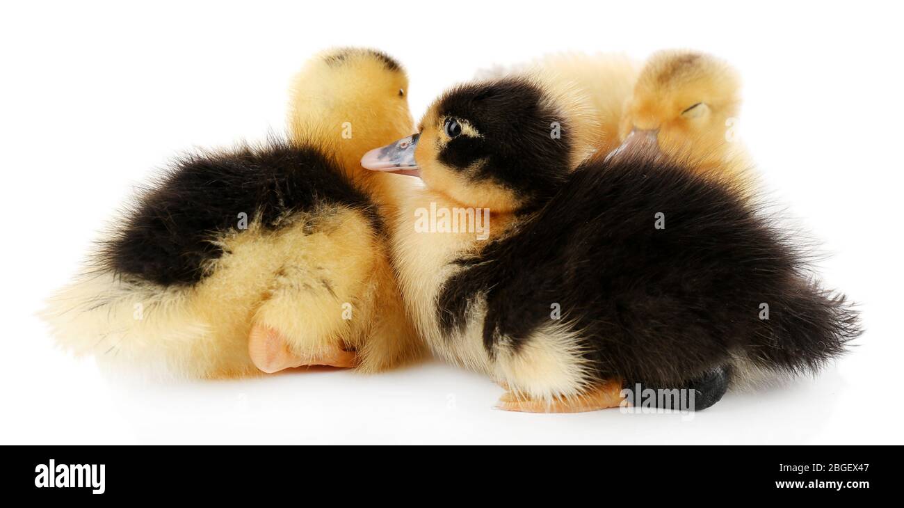 Little cute ducklings isolated on white Stock Photo - Alamy