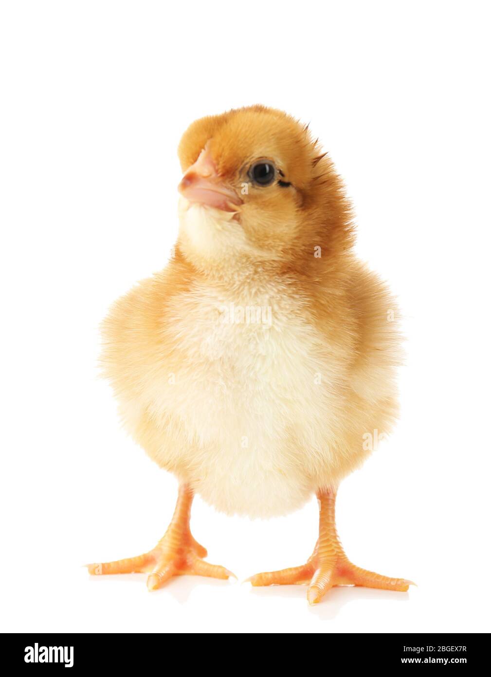 Little cute chicken isolated on white Stock Photo - Alamy