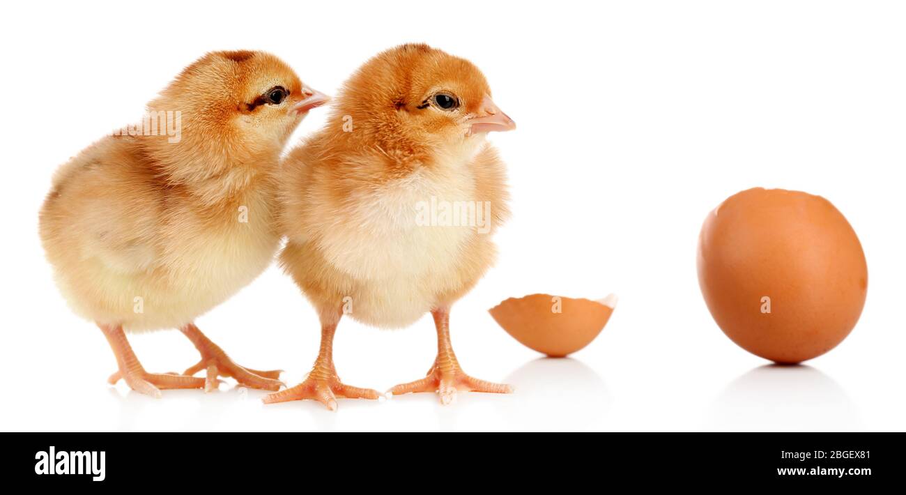 Little cute chickens and egg shell isolated on white Stock Photo - Alamy