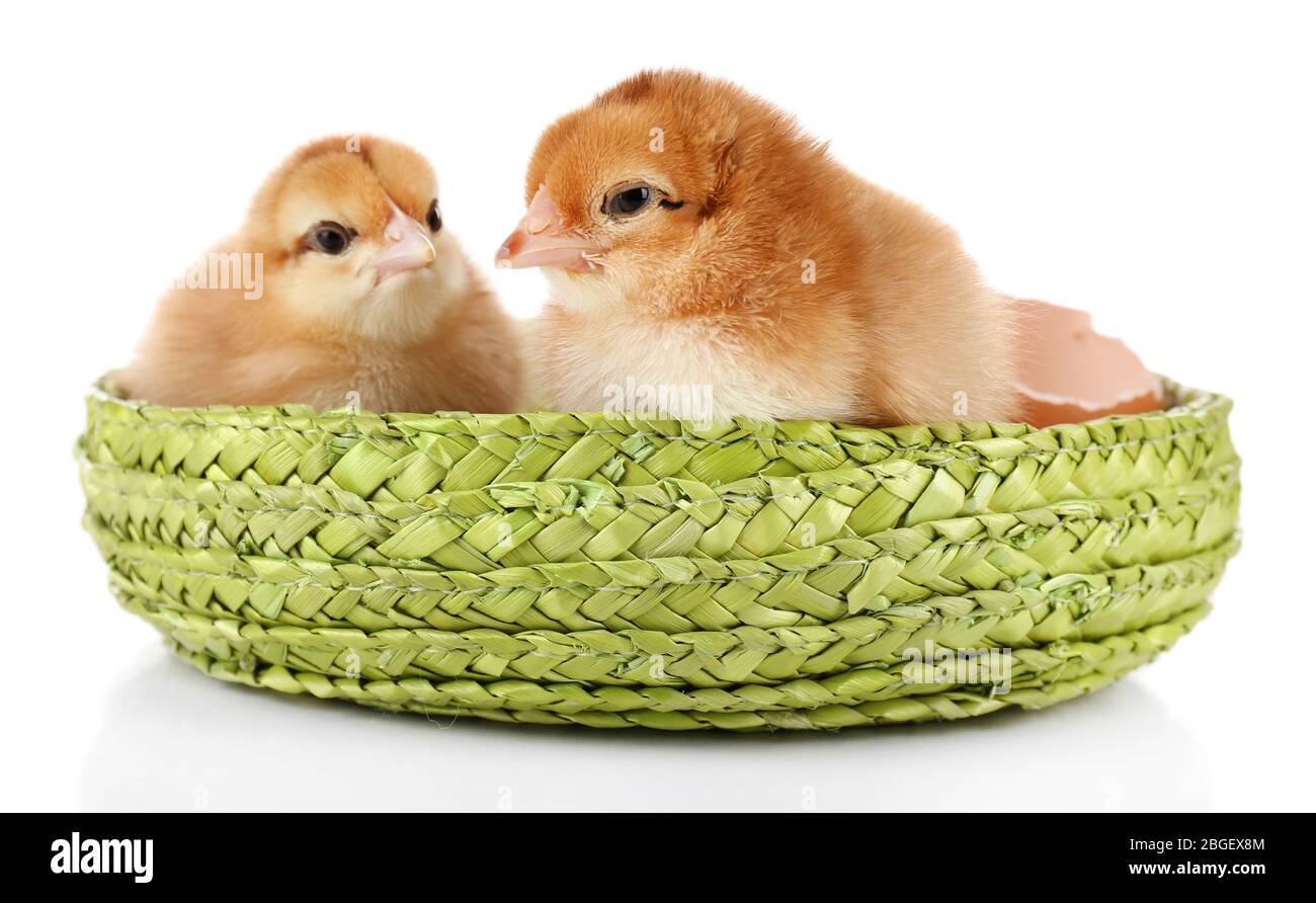 Little cute chickens and egg shell isolated on white Stock Photo - Alamy