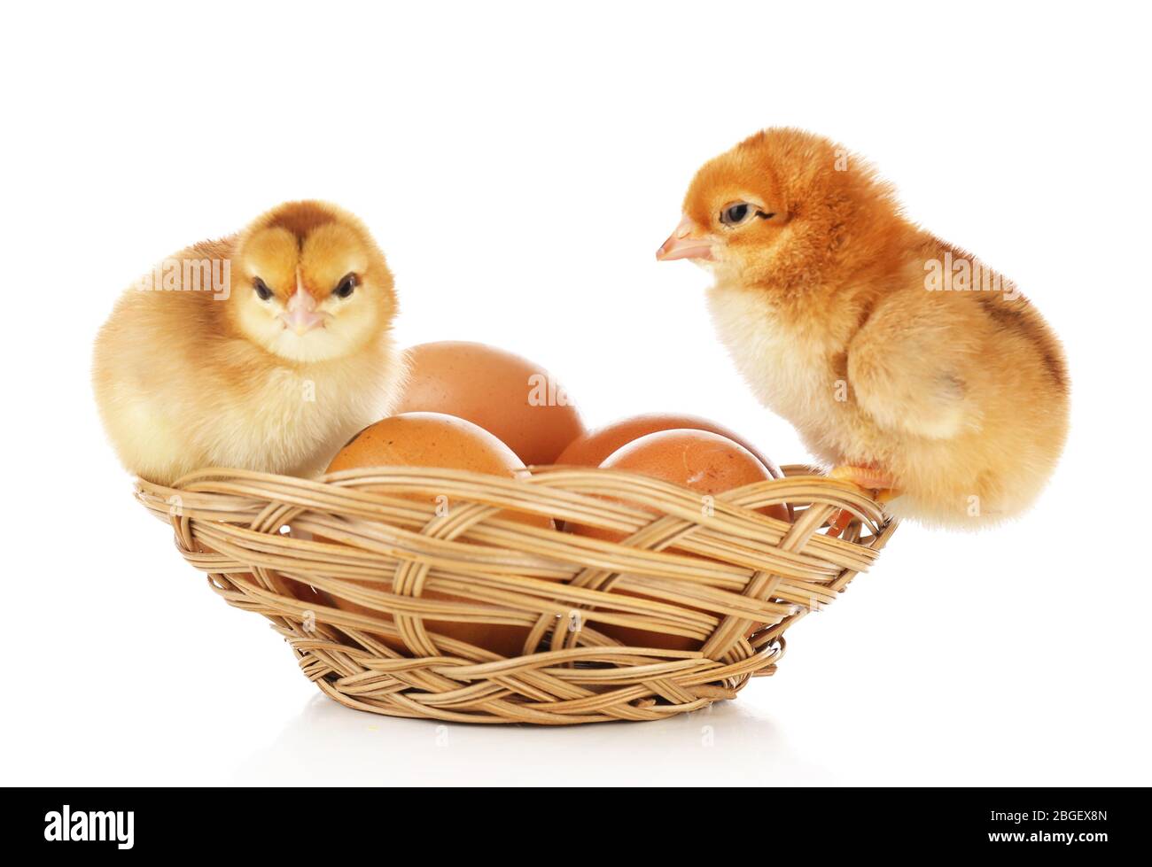 Little cute chickens isolated on white Stock Photo - Alamy