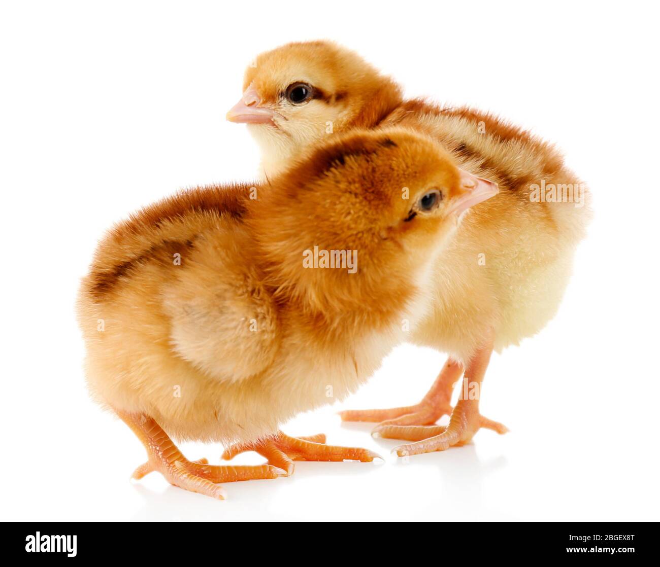 Cute chickens hi-res stock photography and images - Alamy