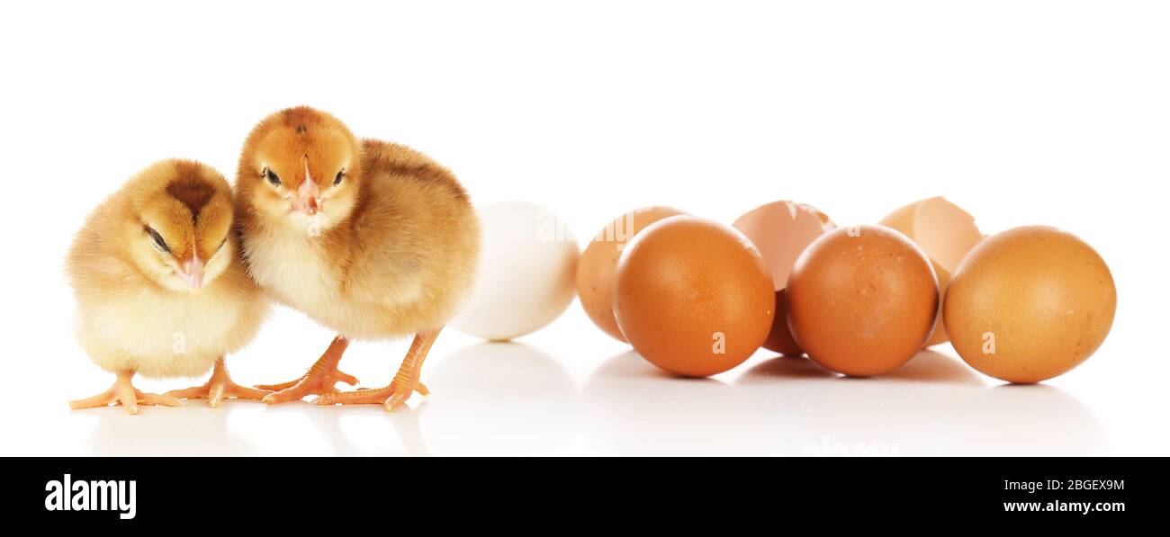 Little cute chickens and egg shell isolated on white Stock Photo - Alamy