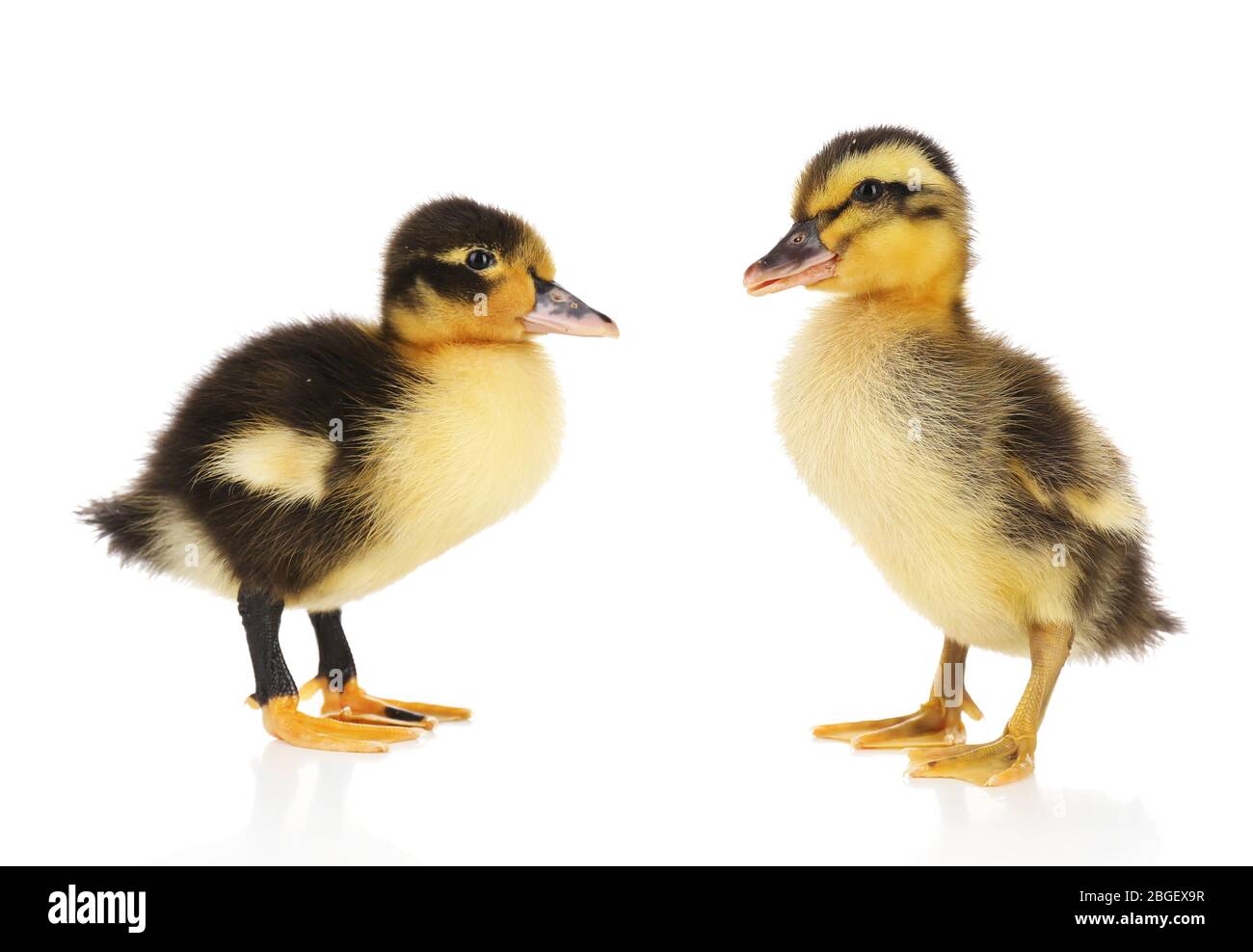 Little cute ducklings isolated on white Stock Photo - Alamy