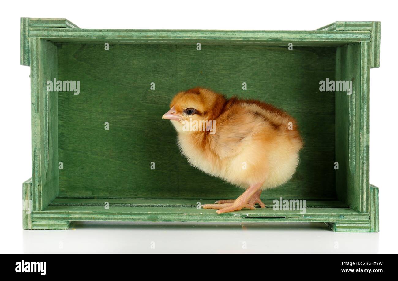 Baby chickens box hi-res stock photography and images - Alamy
