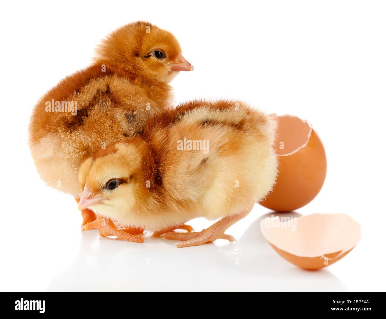 Cute chickens hi-res stock photography and images - Alamy