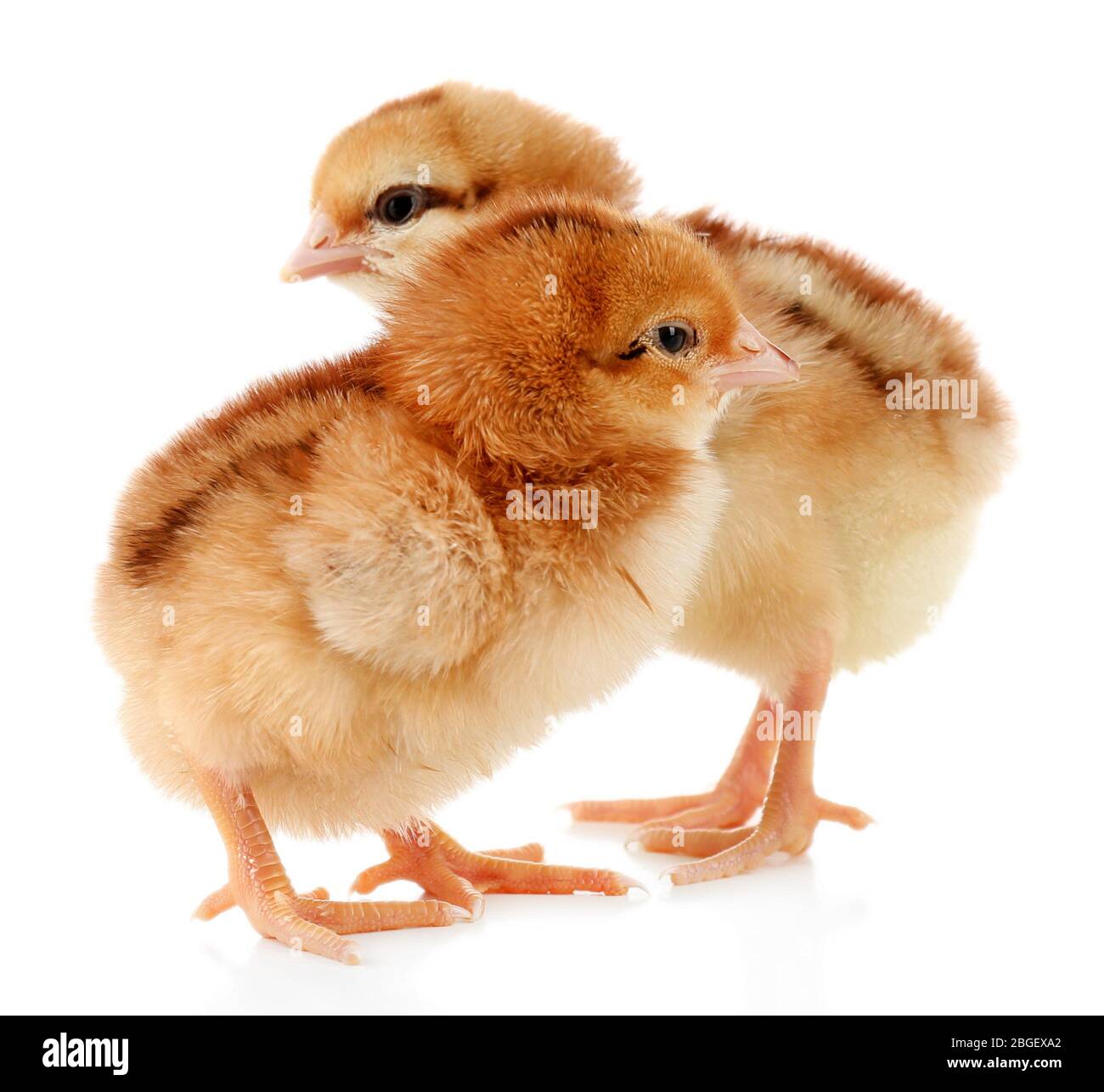 Little cute chickens isolated on white Stock Photo - Alamy