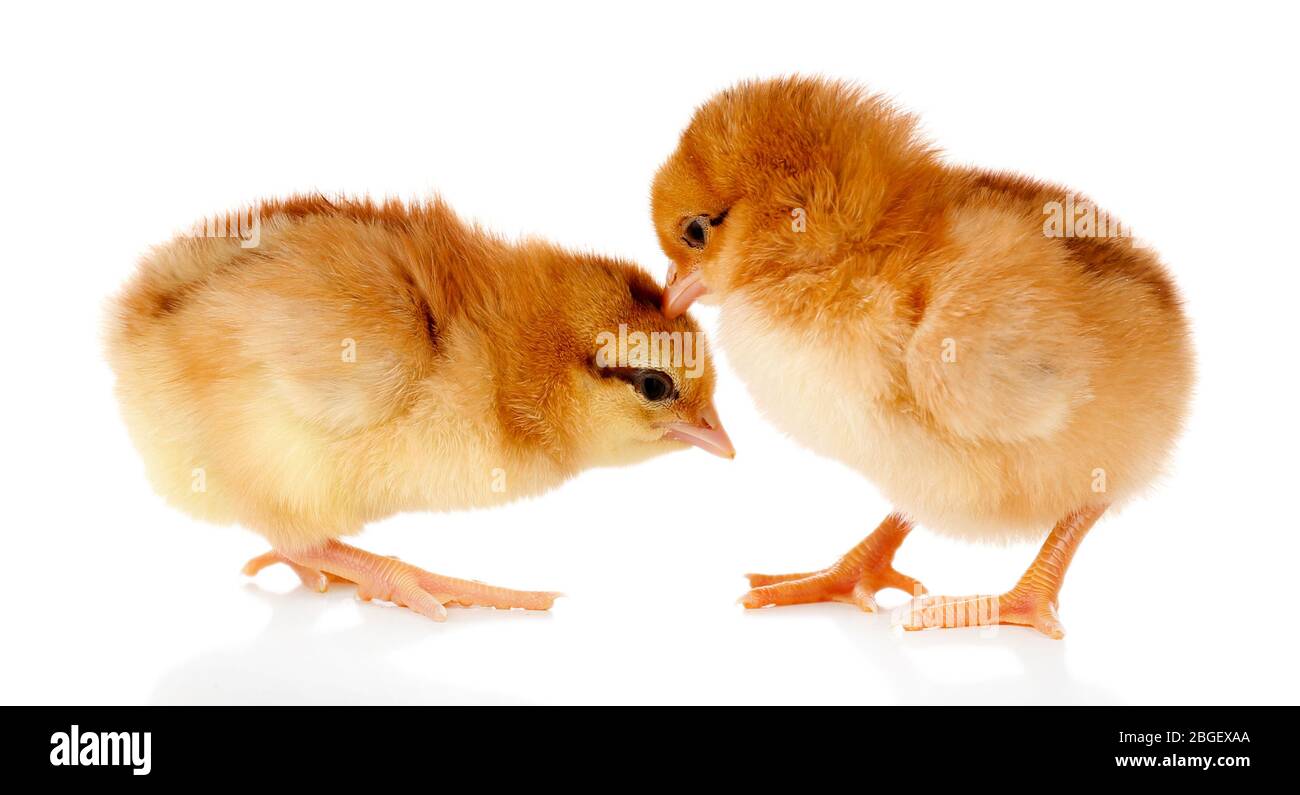Little cute chickens isolated on white Stock Photo - Alamy