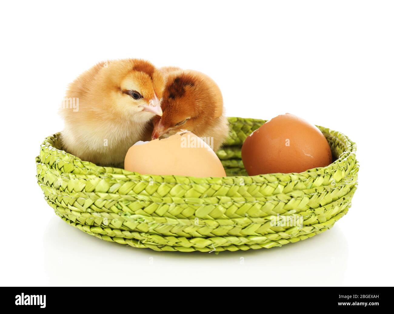 Little cute chickens and egg shell isolated on white Stock Photo - Alamy
