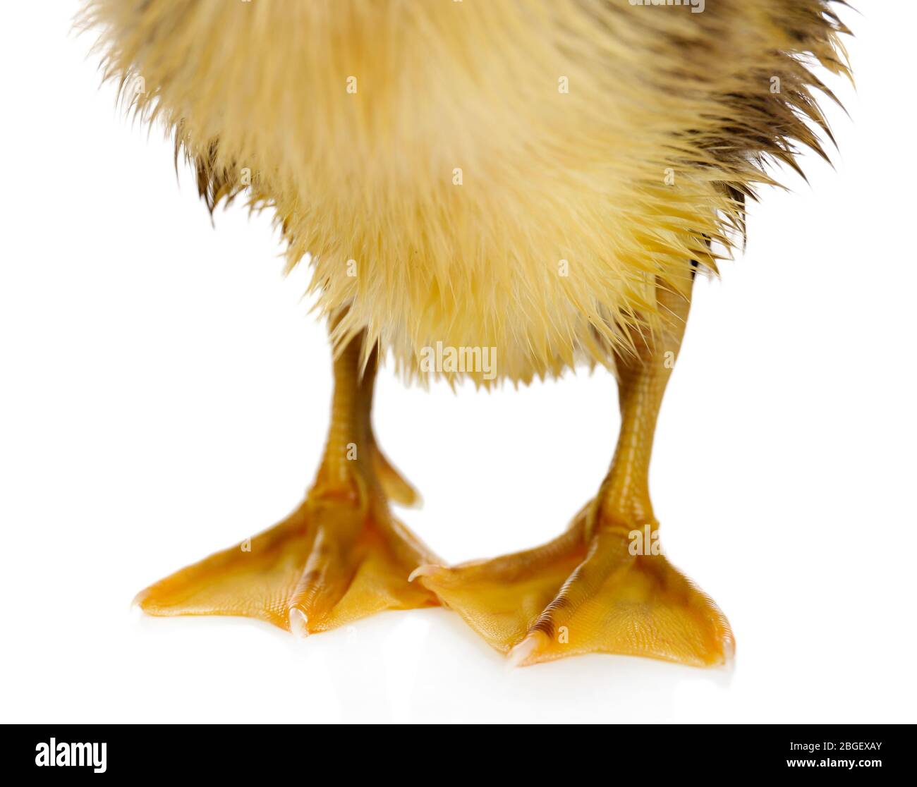 Little cute duckling legs isolated on white Stock Photo - Alamy