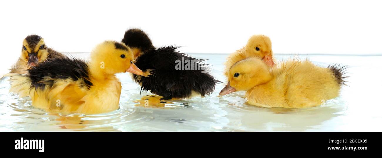 Ducklings cute swim little birds hi-res stock photography and images ...