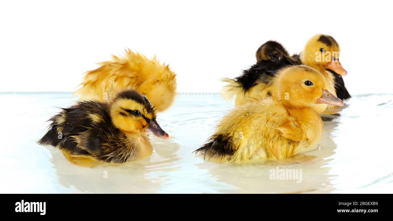 Ducklings cute swim little birds hi-res stock photography and images ...