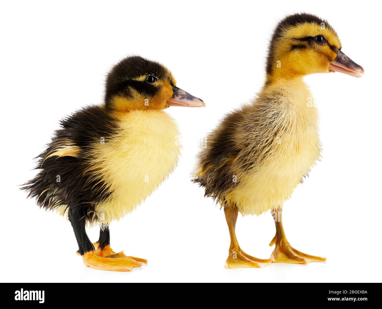 Little cute ducklings isolated on white Stock Photo - Alamy