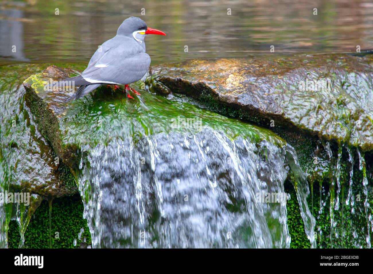Larosterna Inca bird and waterfall Stock Photo - Alamy