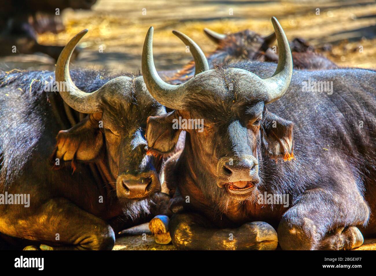two beautiful buffaloes standing together Stock Photo - Alamy