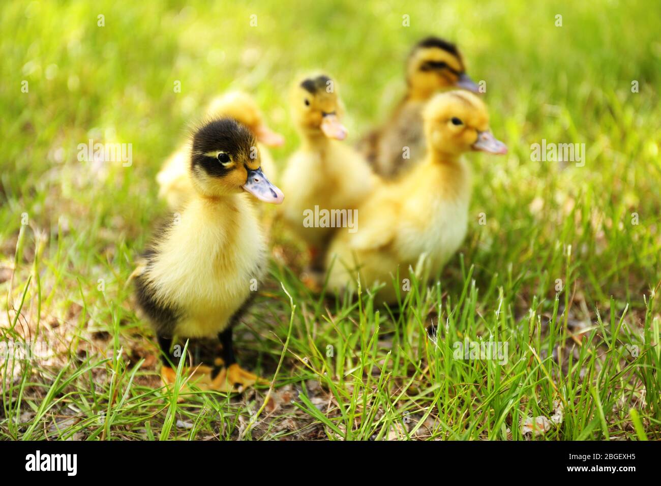 Little cute ducklings on green grass, outdoors Stock Photo - Alamy