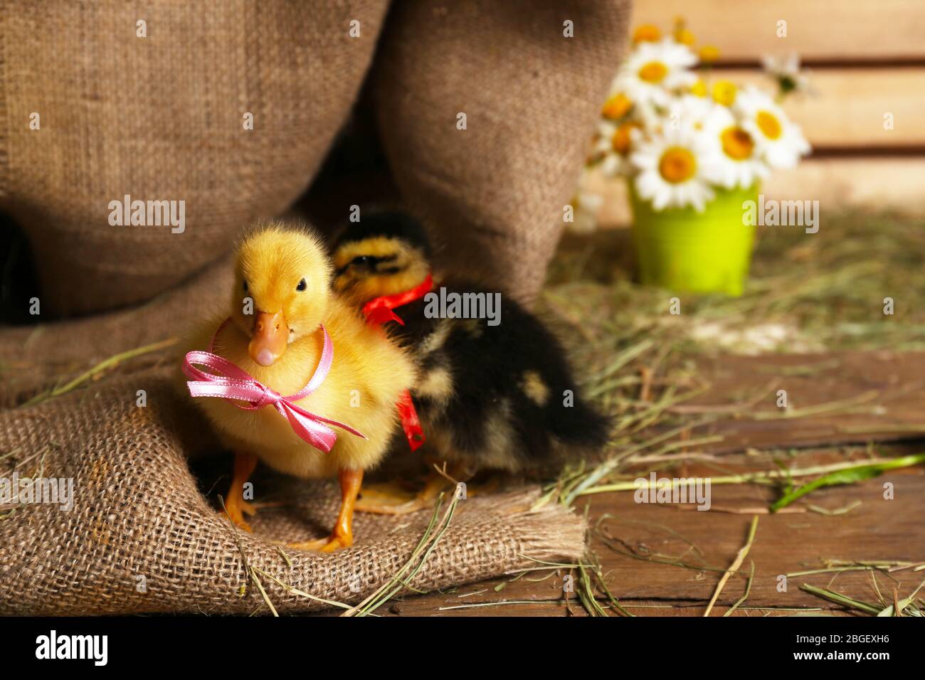 Little cute ducklings in barn Stock Photo - Alamy