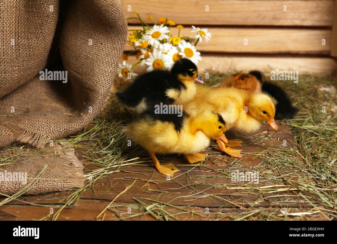 Little cute ducklings in barn Stock Photo - Alamy