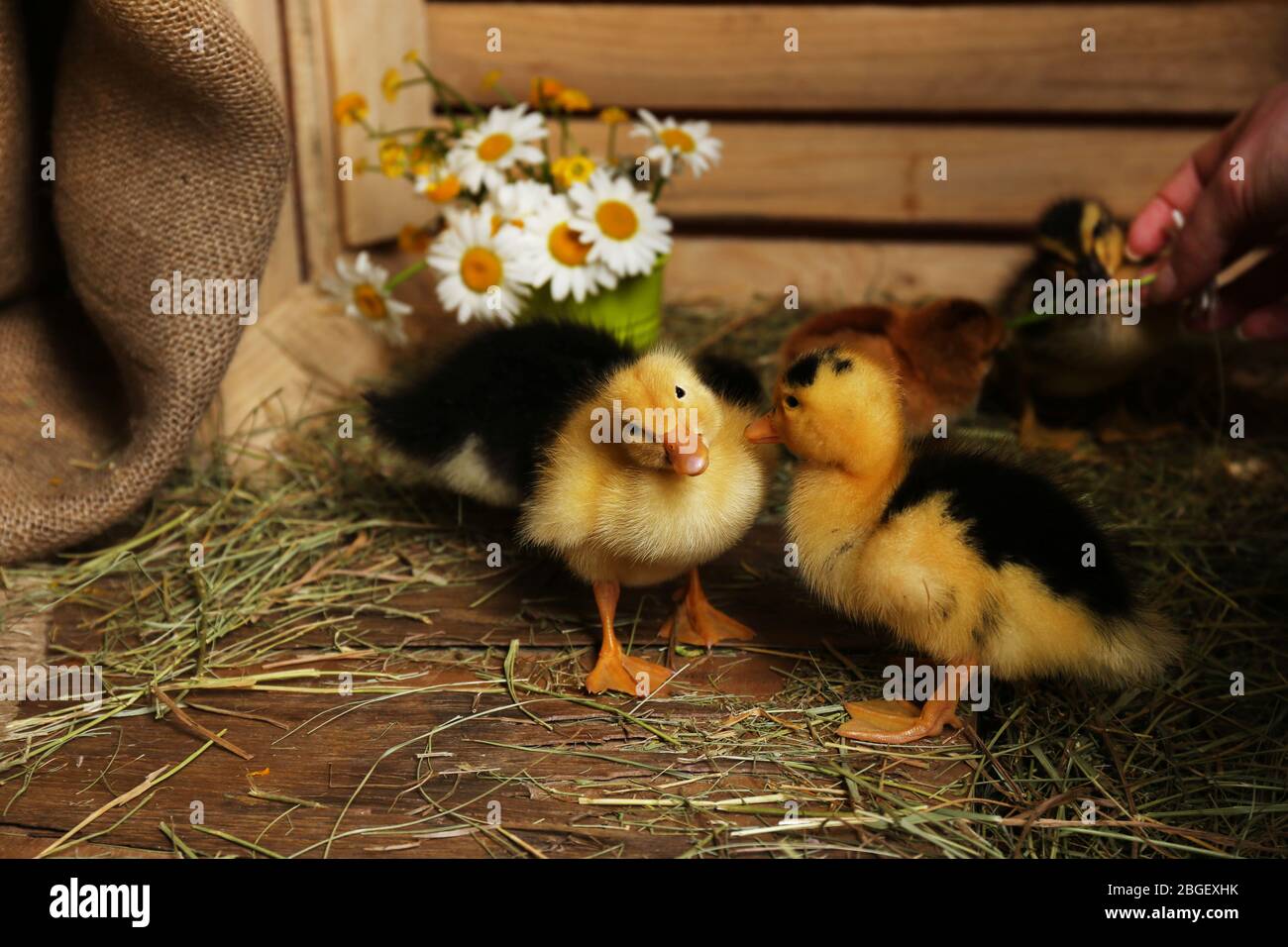 Little cute ducklings in barn Stock Photo - Alamy