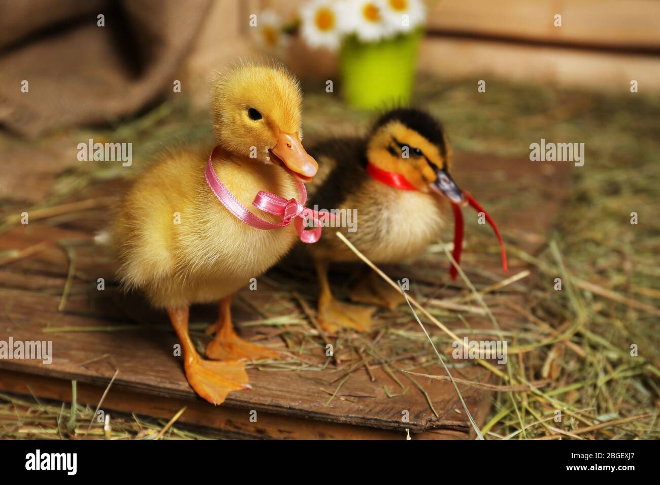 Little cute ducklings in barn Stock Photo - Alamy