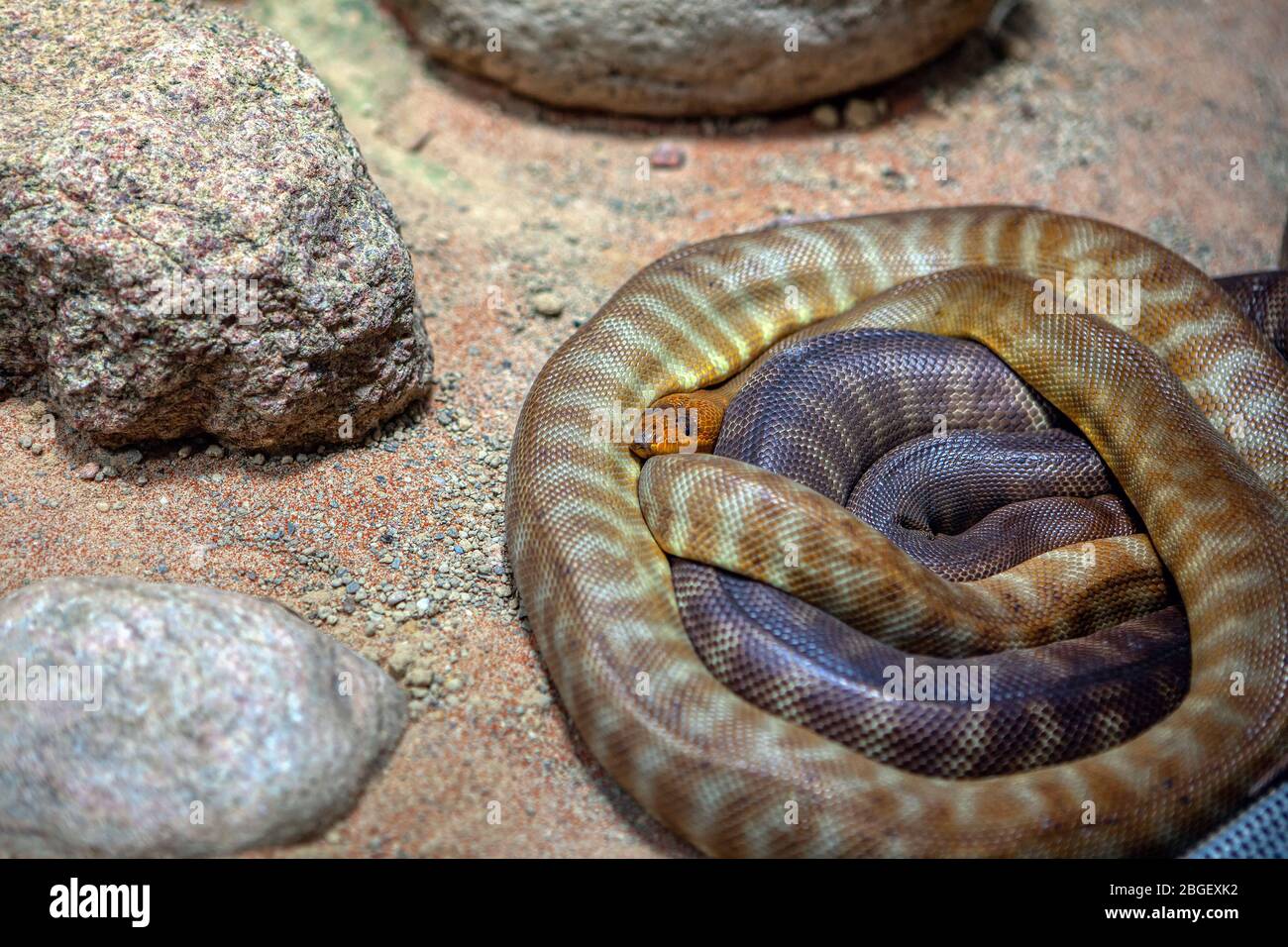 Ground crawling snakes hi-res stock photography and images - Alamy
