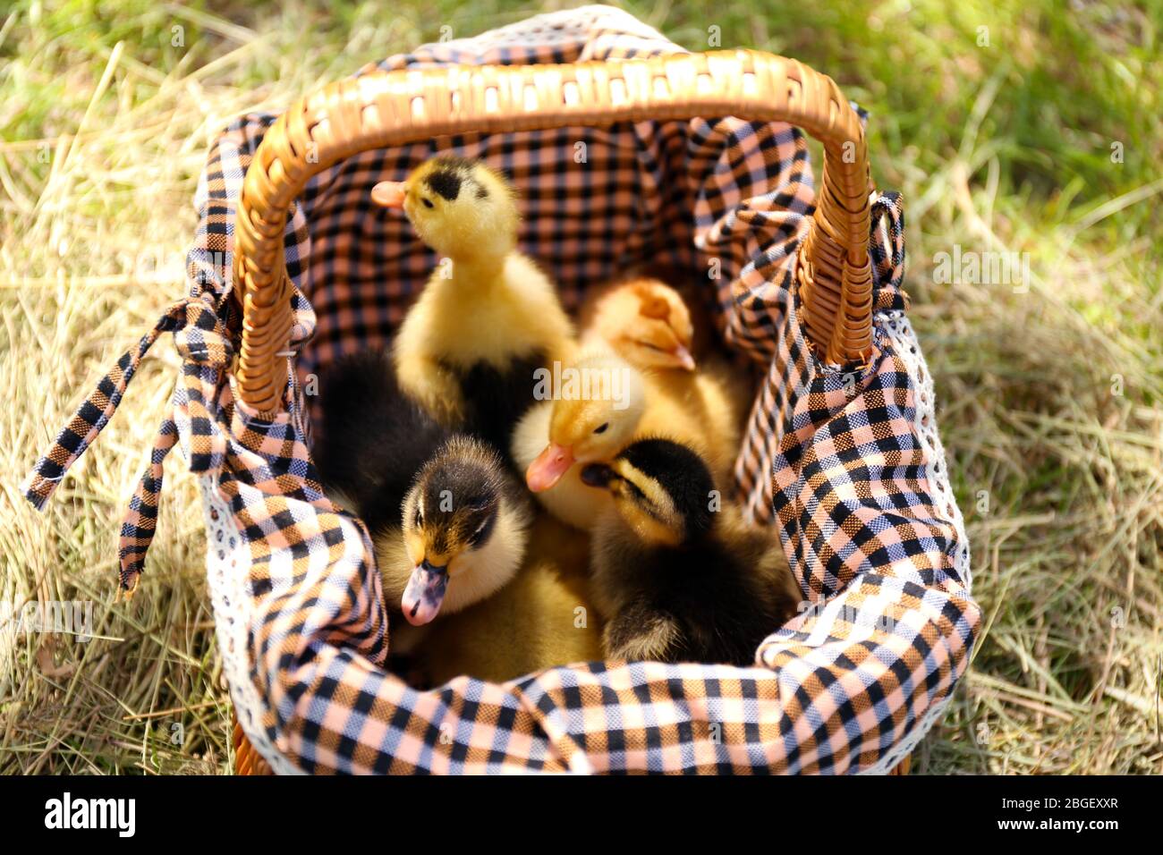 Cute ducklings together in basket Stock Photo - Alamy