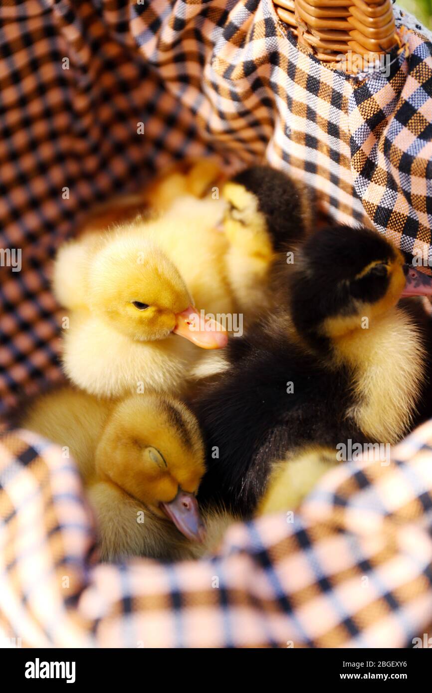 Cute ducklings together in basket Stock Photo - Alamy