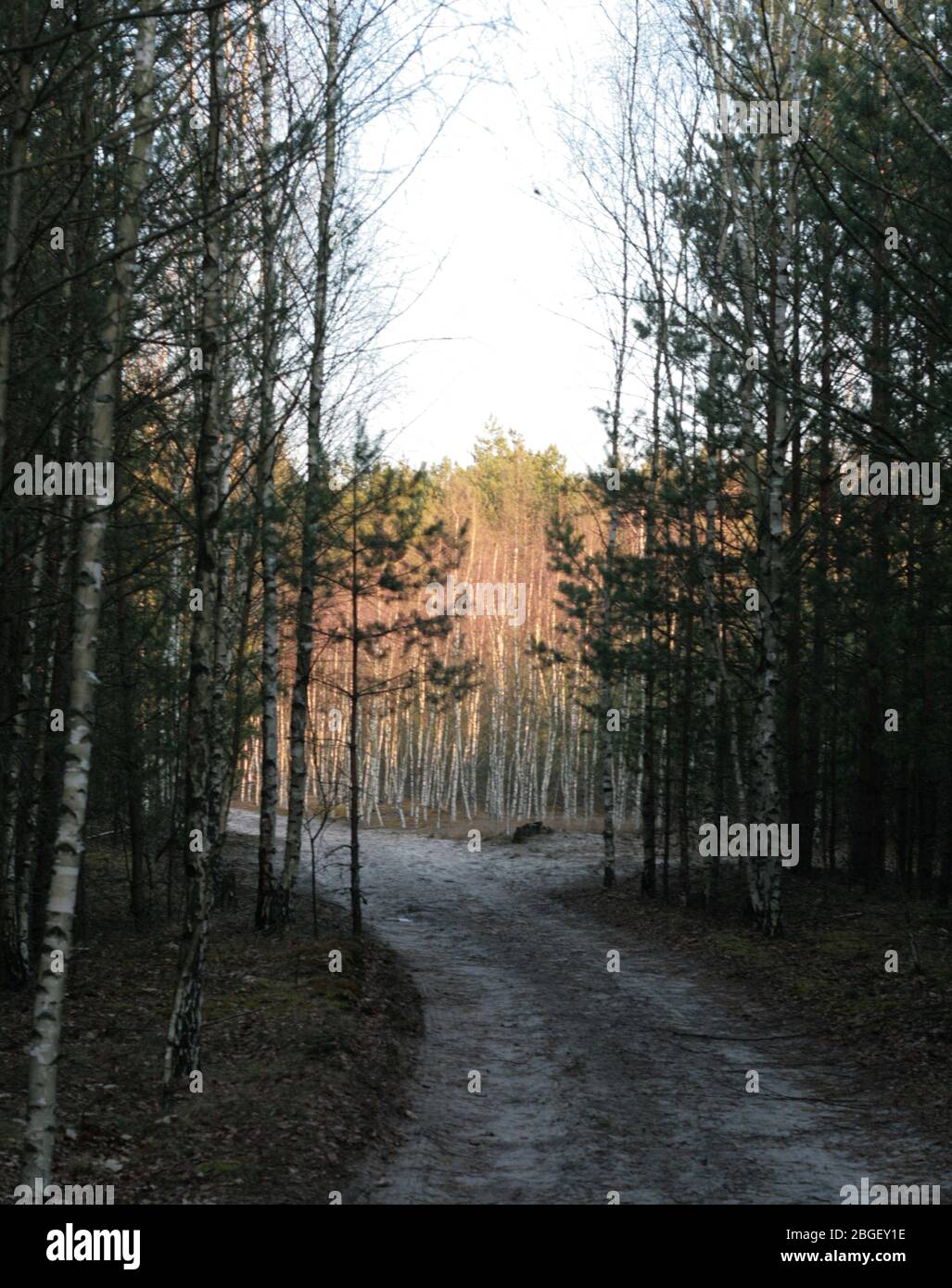 beautiful forest and beautiful forest paths Ulanów, Poland Stock Photo ...