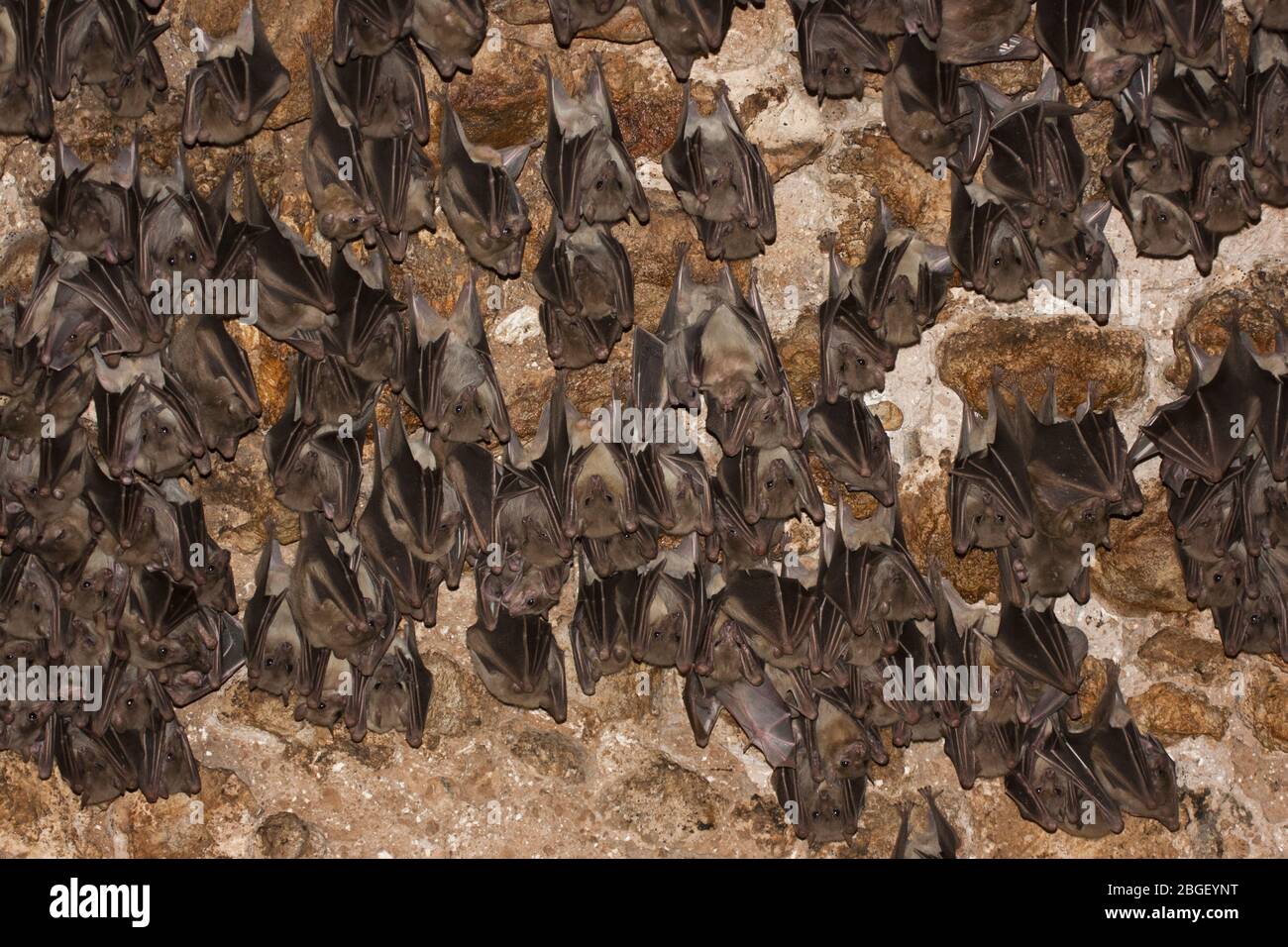 Greater Mouse-tailed Bat (Rhinopoma microphyllum) is a species of bat ...