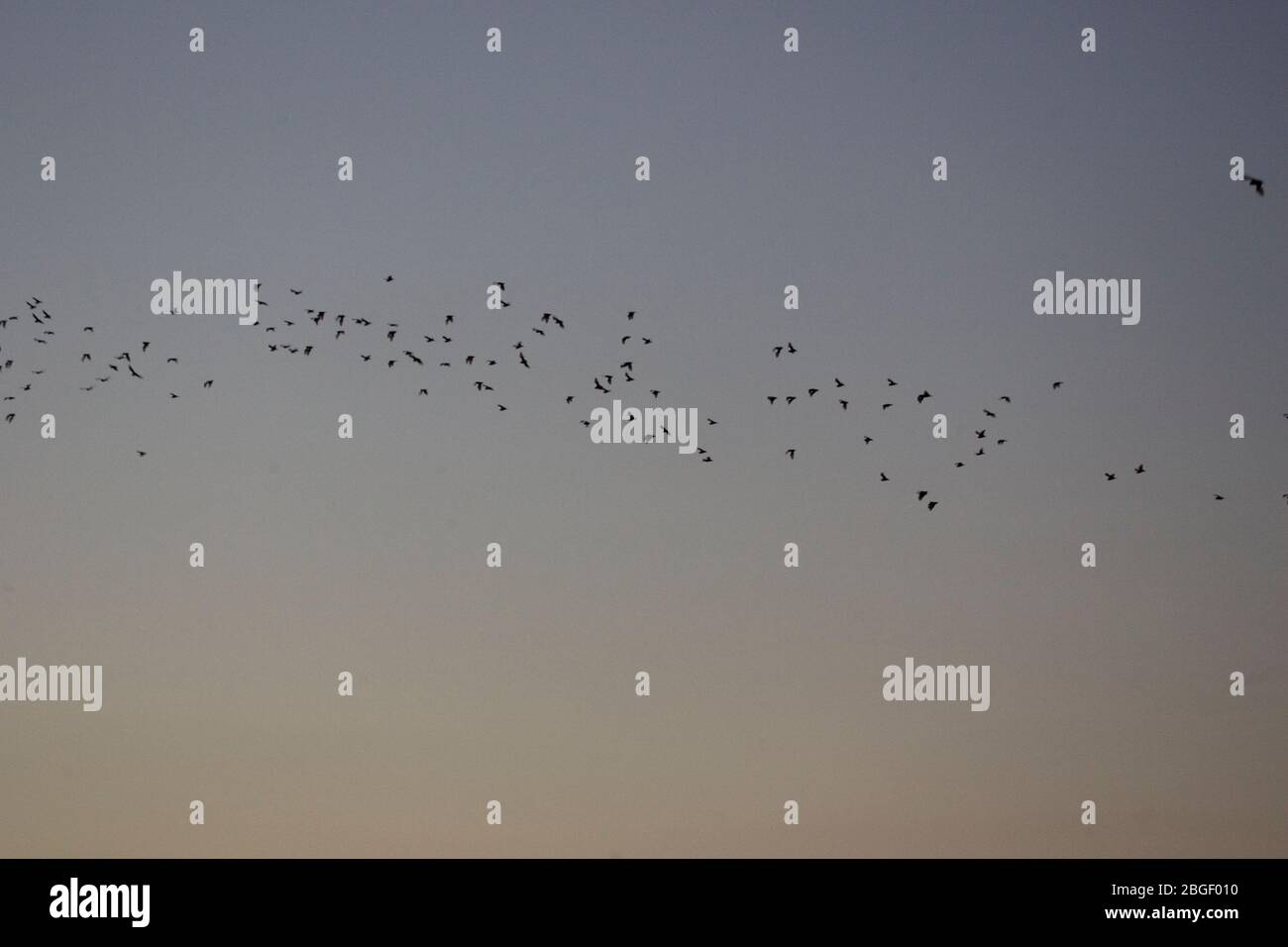 large swarm of Greater Mouse-tailed Bat (Rhinopoma microphyllum) is a ...