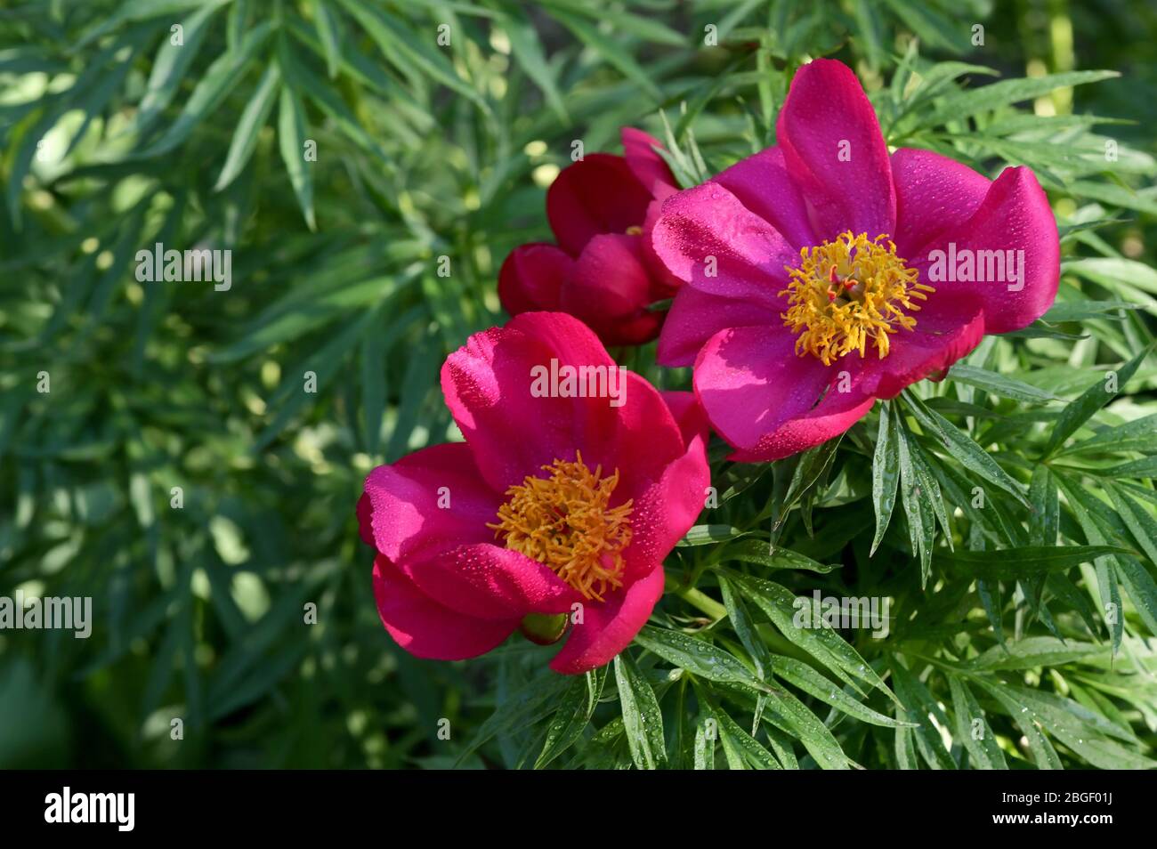 Red Wild Peony Flowers In A Garden In A Spring Day Stock Photo - Alamy